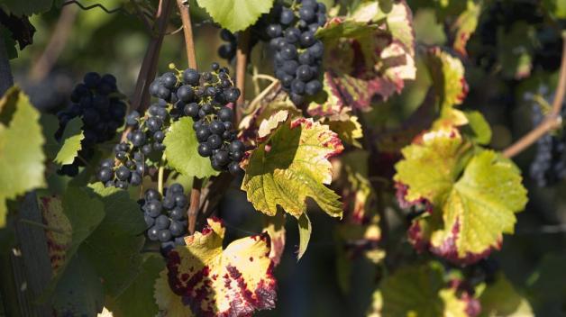 Sieben einfache Regeln: Welches Essen verlangt nach welchem Wein? | NOZ