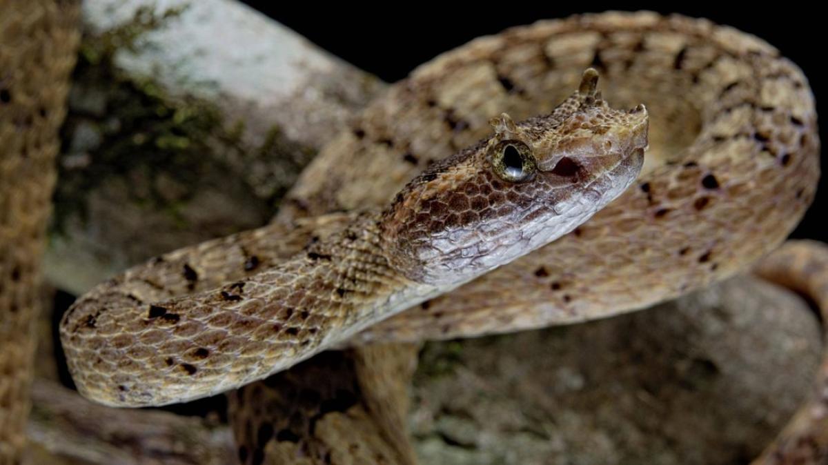 Corona-Virus: Hilft Schlangengift gegen eine Ausbreitung?