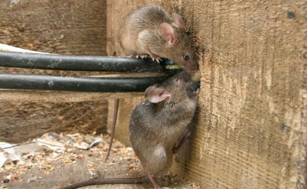 Die größten Fehler: Was Mäuse und Ratten im Herbst ins Haus lockt