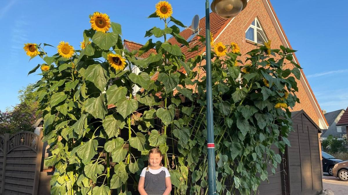 Seit elf Jahren bewachen Sonnenblumen ein Haus in Süsel