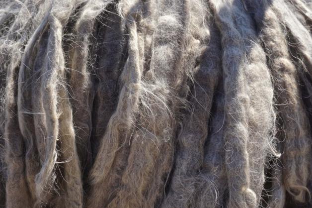 Seltene Hunderasse: Jutta und Robert Ammann züchten Bergamasker