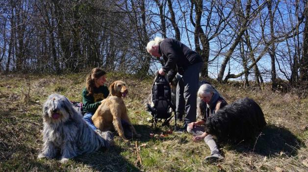Seltene Hunderasse: Jutta und Robert Ammann züchten Bergamasker