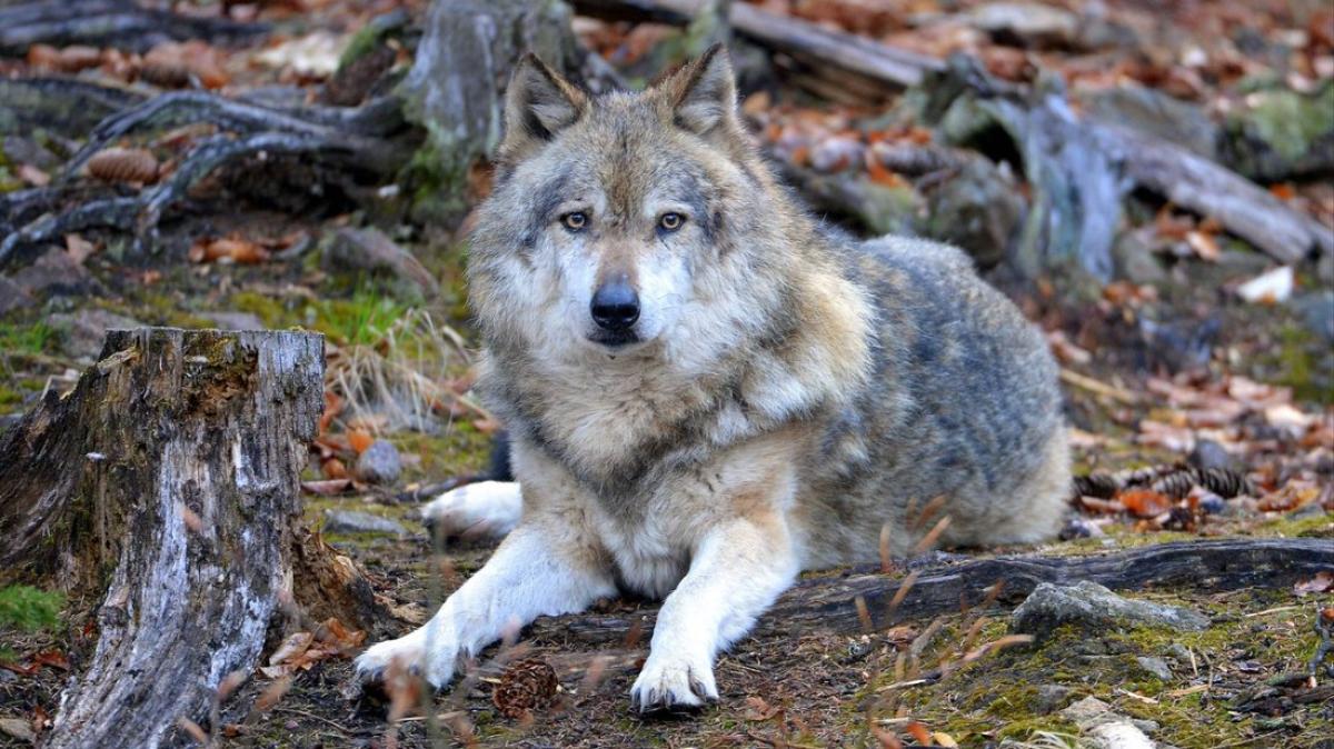 Wolf in Deutschland: Wir müssen lernen, mit ihm zu leben