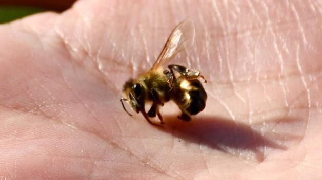 Tod im Bienenstock in Holm: Experten bestätigen Gift-Verdacht