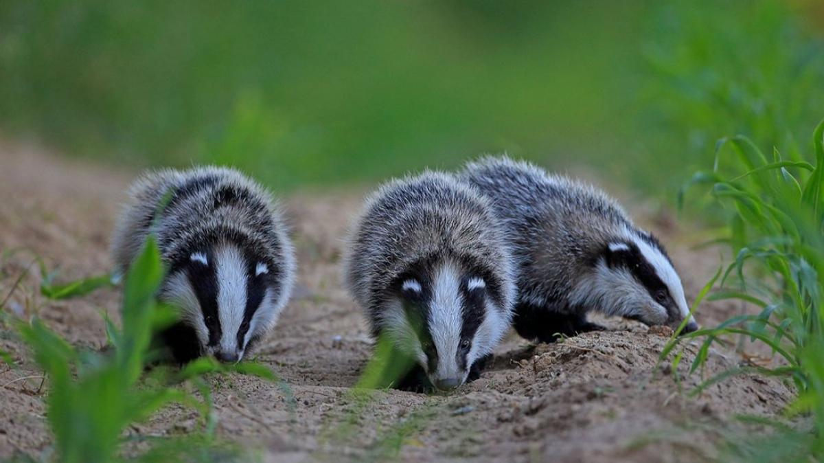 Erfde: Drei Dachse auf Familienausflug im Maisfeld.