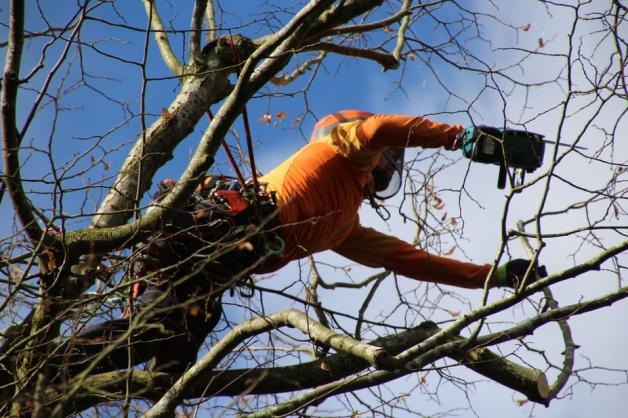 So wird die "1000-jährige Linde" in Heede fit gemacht