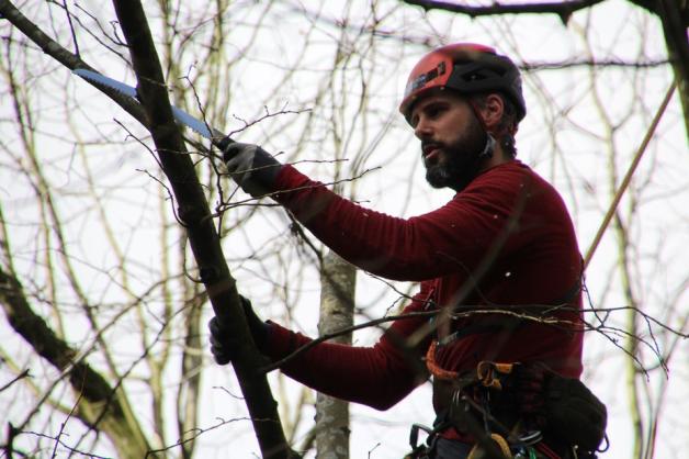 So wird die "1000-jährige Linde" in Heede fit gemacht