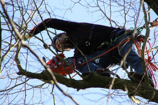 So wird die "1000-jährige Linde" in Heede fit gemacht