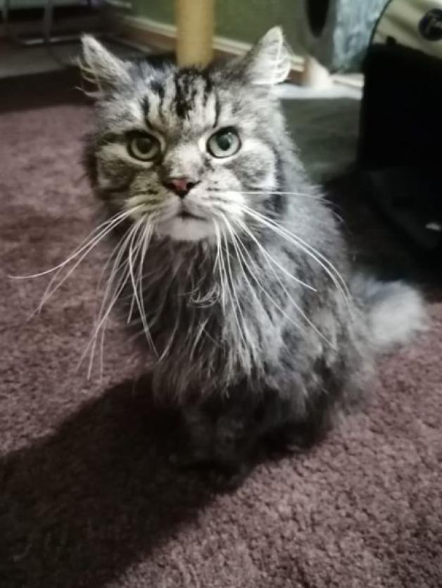 Alte Tiere bereiten Meller Tierschützern