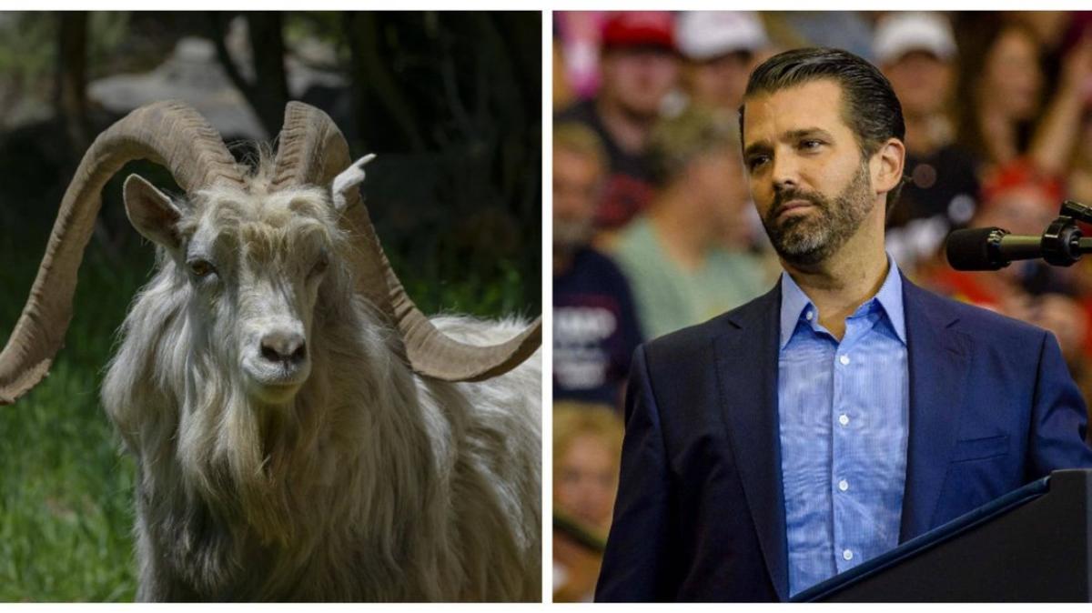 Donald Trump Jr. soll seltenen Widder getötet haben