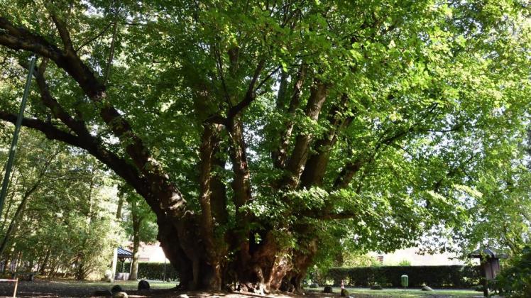 Heeder Linde "Nationalerbe-Baum" Nummer