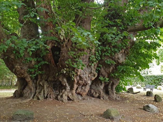Heeder Linde "Nationalerbe-Baum" Nummer
