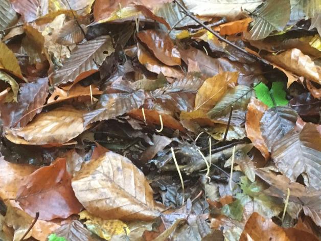 Auf Streifzug mit einem Meppener