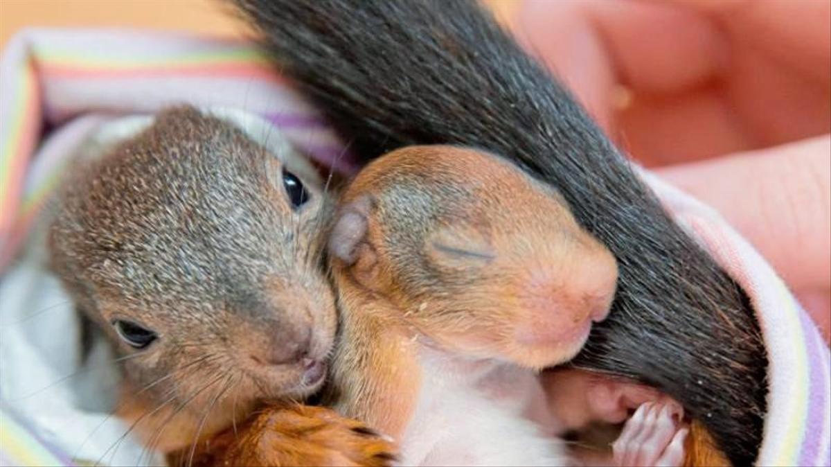 Bäumefällen für den Bauboom bringt Eichhörnchen in | NOZ