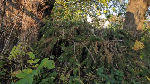Naturschützer gibt Tipps: So überleben Tiere den Winter im Garten