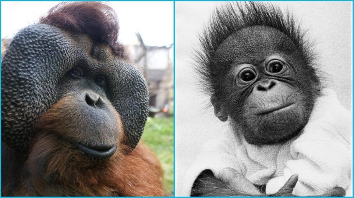 Video: 50 Jahre Buschi im Zoo Osnabrück