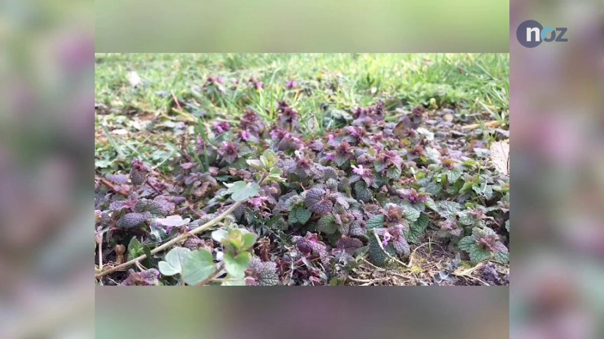 Storytelling: Ramponierter Rasen nach Trockenzeit