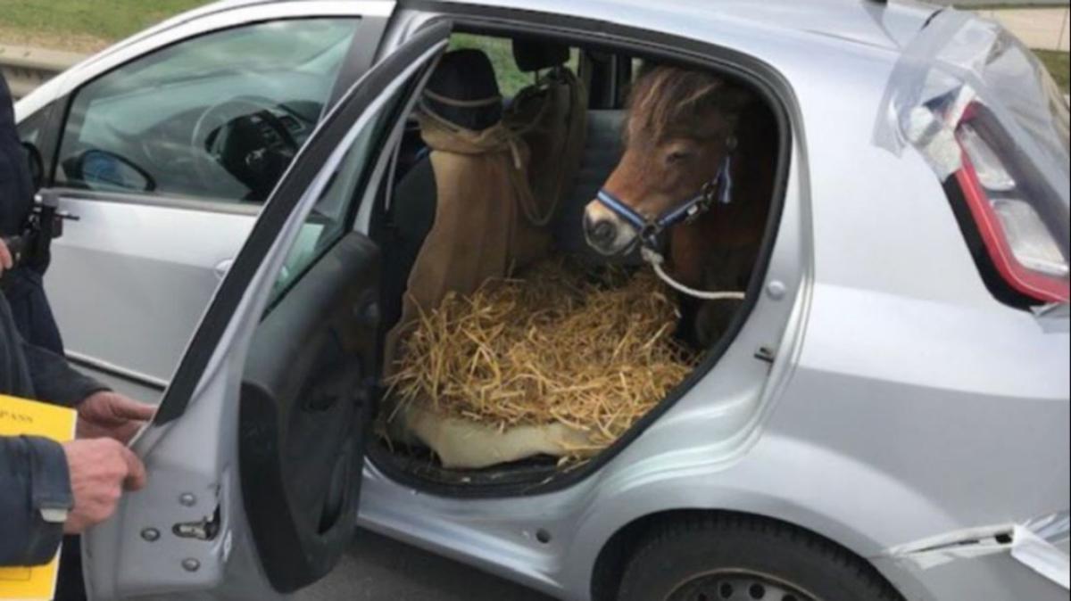 Österreich/Enns: Rentner transportiert Pony in Fiat Punto