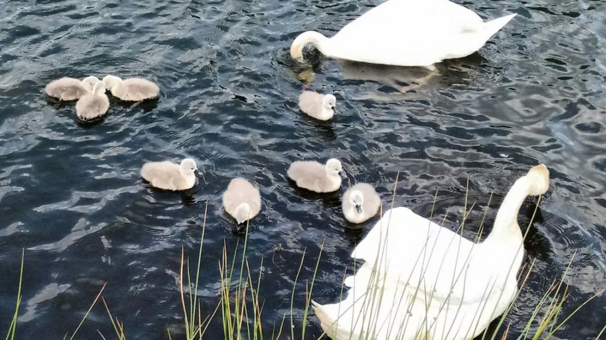 Bramscher Schwäne am Hasesee haben Nachwuchs