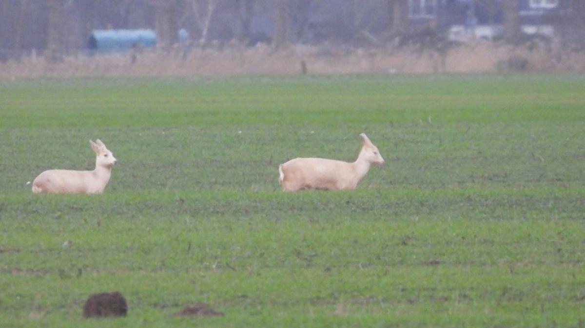 Weiße Rehe in Hamburg