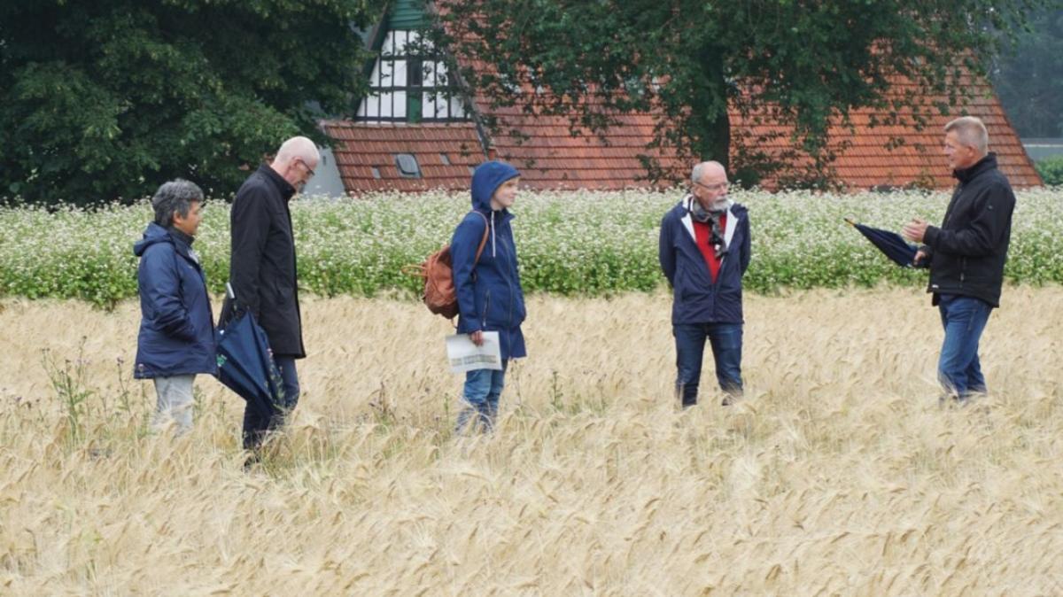 Pflanzen können helfen, Nitrat im Grundwasser zu reduzieren