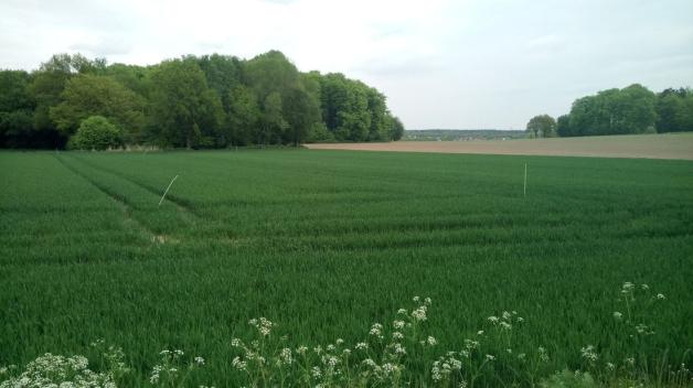 Pflanzen können helfen, Nitrat im Grundwasser zu reduzieren