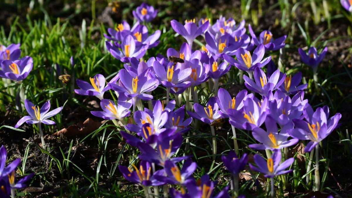 Erste Frühlingsboten erreichen die Stadt