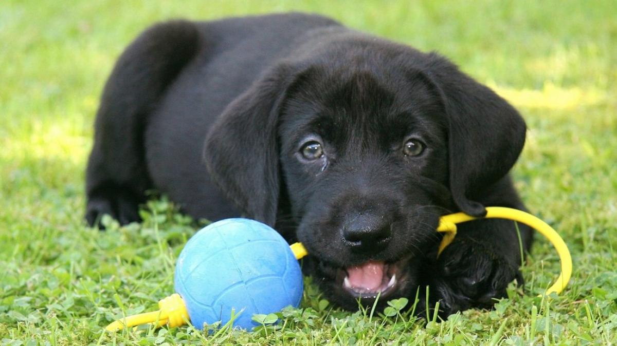 Kappelner Corona-Idee: Ein Buch mit Hundegeschichten aus Kopperby