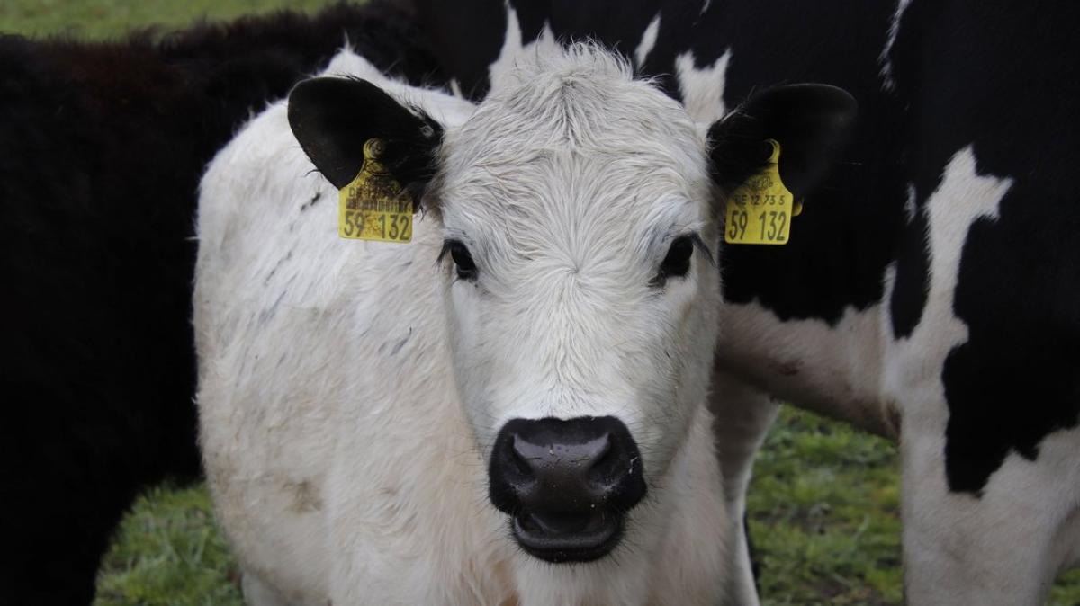 Diebe stehlen in Surwold ein weißes Galloway-Rind | NOZ