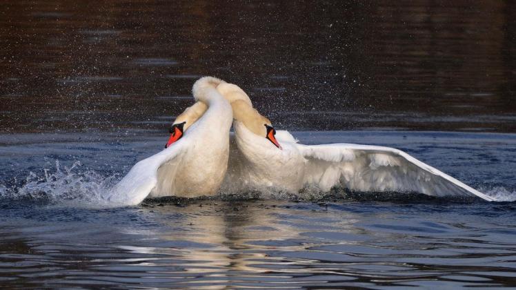 Warum der Schwanenkampf im Ochsenmoor ein gutes Zeichen ist