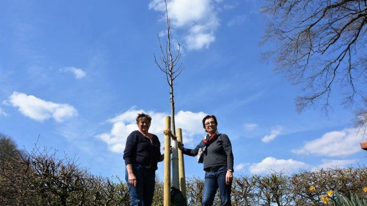 Baumschule Igel spendet Linden für Klimaschutz in Bramsche | NOZ