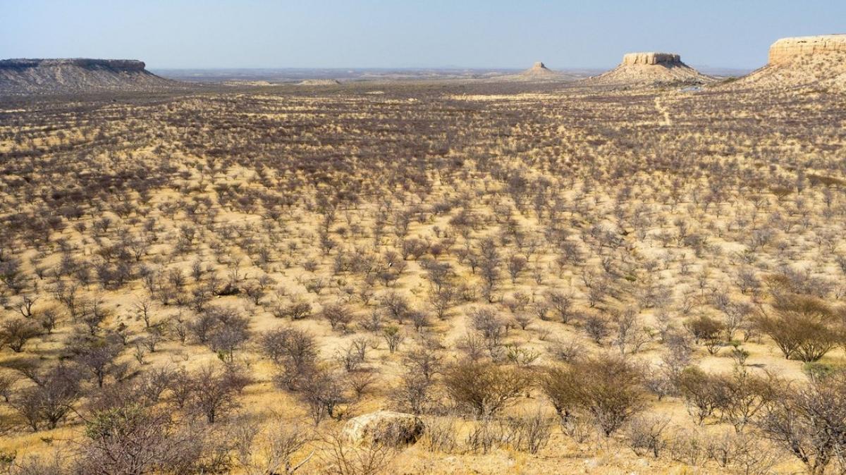 Hamburg stoppt umstrittenen Import von Buschholz aus Namibia