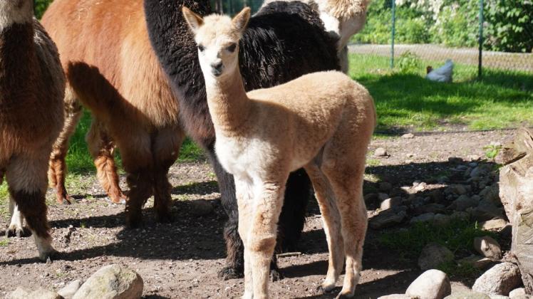 Süßes Alpaka-Fohlen in Haselünne-Lohe geboren