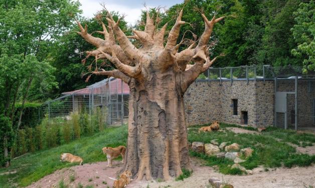 Ex-Bundespräsident Wulff eröffnet Löwengehege im Osnabrücker Zoo