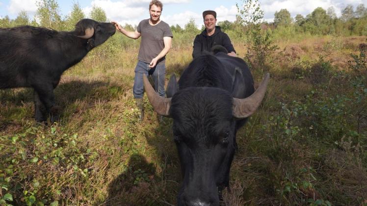 Warum zwei Junglandwirte bei Meppen Wasserbüffel halten | NOZ