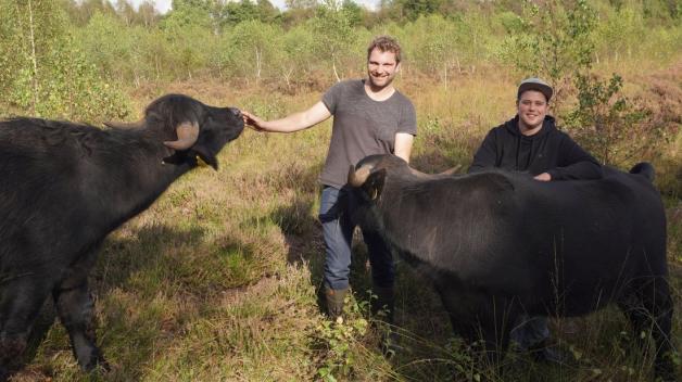 Warum zwei Junglandwirte bei Meppen Wasserbüffel halten | NOZ