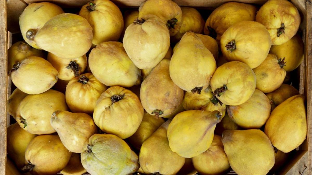 Alltagsfrage: Kann man Quitten mit braunem Fruchtfleisch noch | NOZ