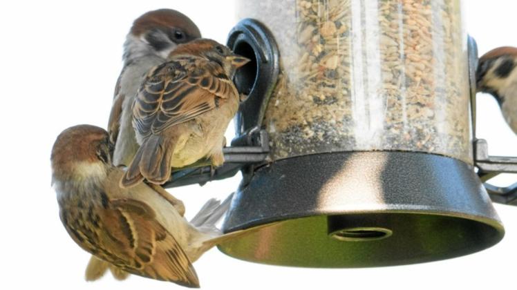 shz-Gartenschule: So füttert man Heimische Vögel im Garten