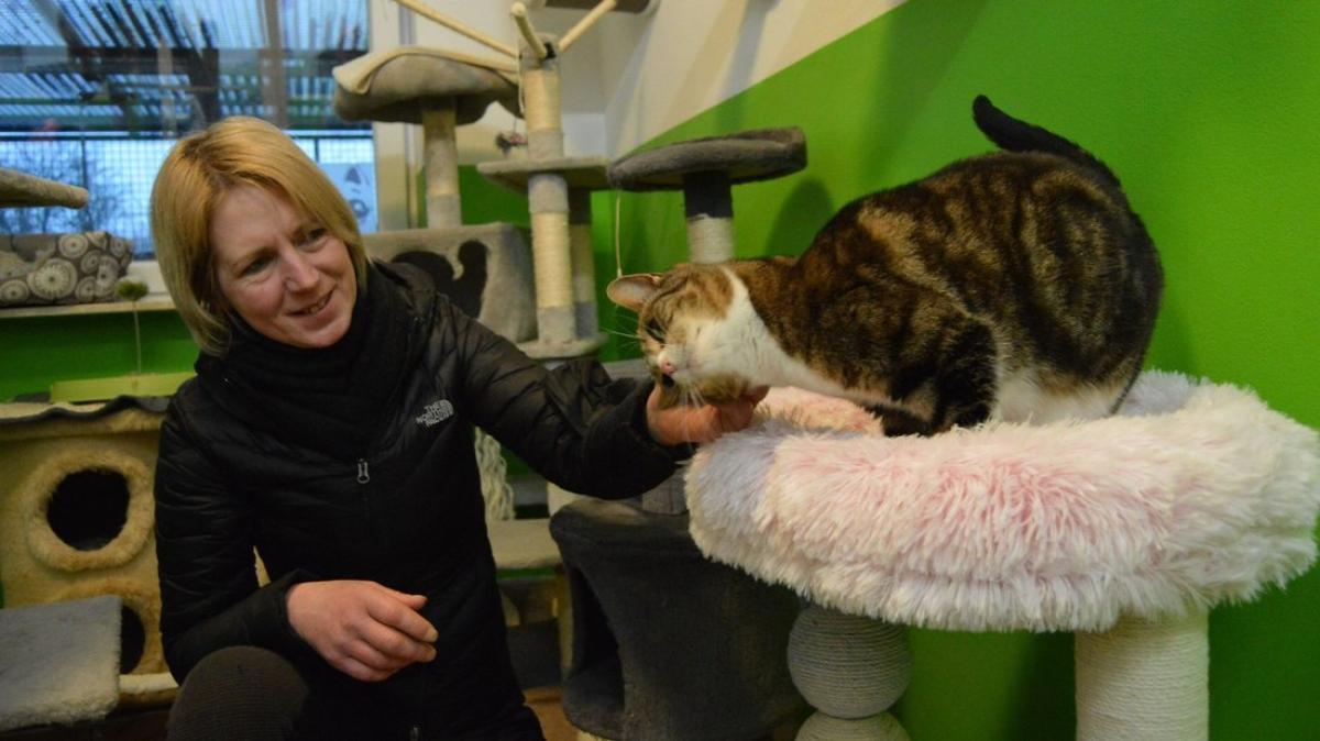 Bescherung im Tierheim Sylt für „Buddy“,„Vossibär“ und „Hildi“