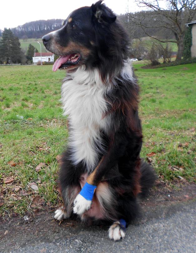 Hund Dusty lebt seit neun Jahren auf drei Beinen in Börninghausen