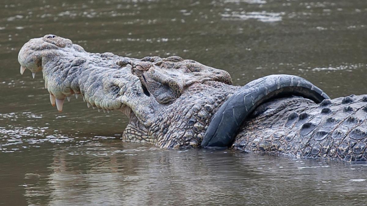 Krokodil nach sechs Jahren von Reifen befreit