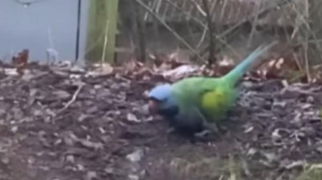 Ein Chinasittich fühlt sich im Husumer Stadtgebiet pudelwohl