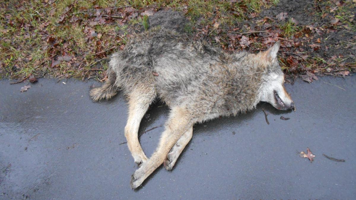 Junger Wolf stirbt bei Verkehrsunfall