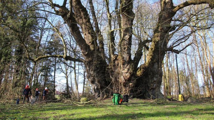 „Tausendjährige Linde“ in Heede erhält weiteren Baumschnitt