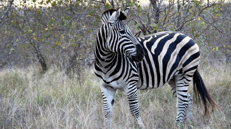 Streifen-Striptease fürs Zebra: Das Rau-Quagga | NOZ