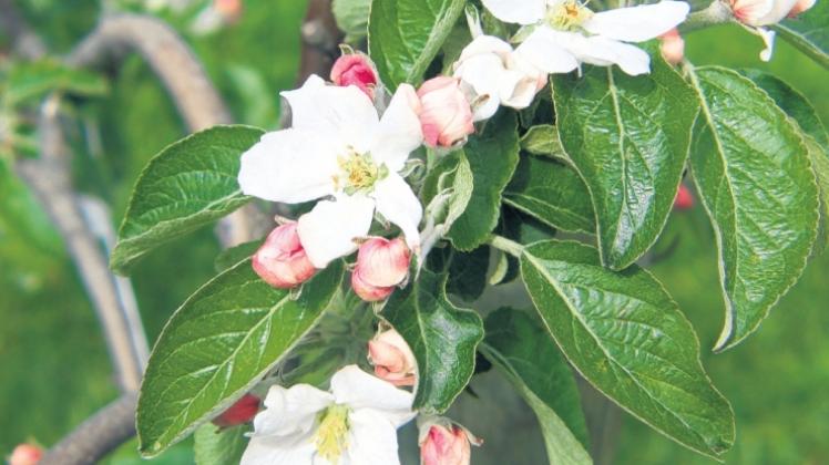 Ein Film enthüllt den „Mord der Apfelbaum“