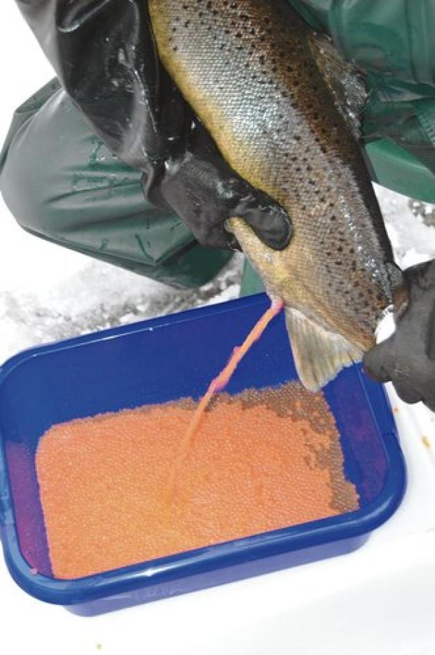 600 000 Fischeier: Der erste Nachwuchs ist geschlüpft | SHZ