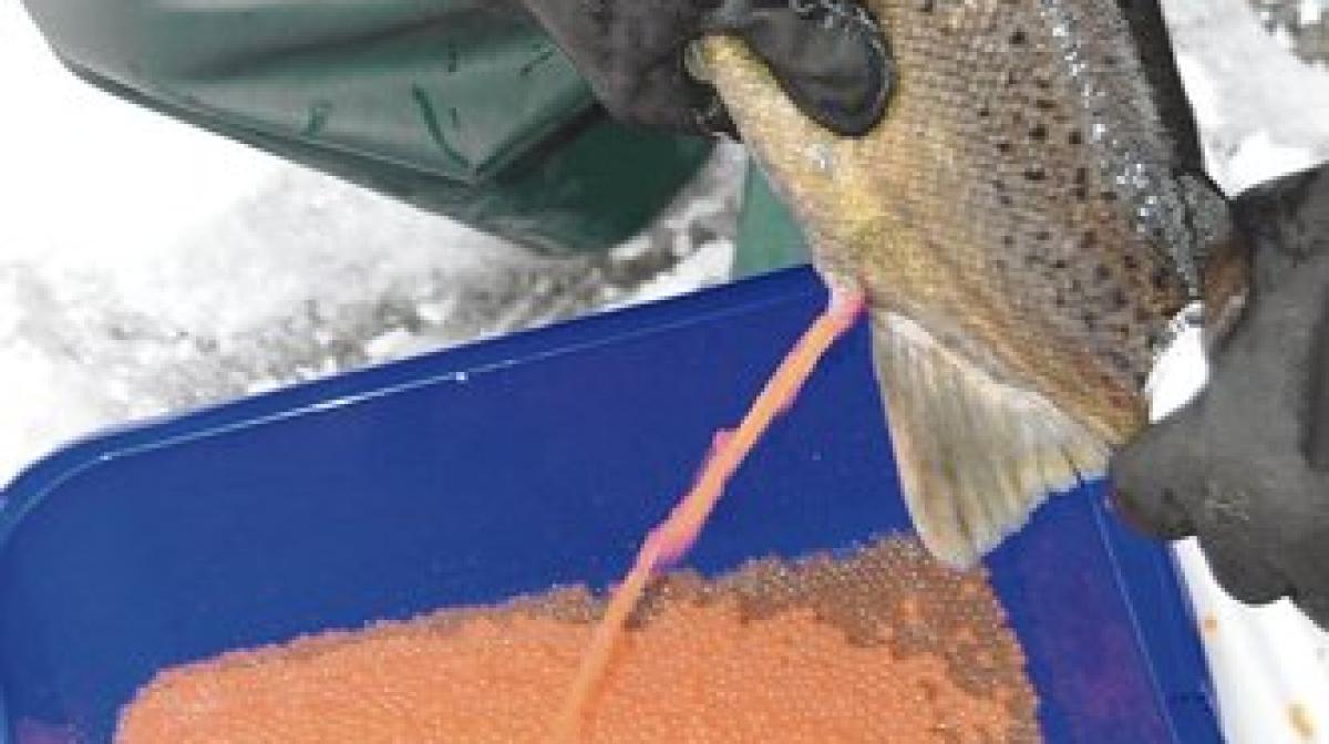 600 000 Fischeier: Der erste Nachwuchs ist geschlüpft