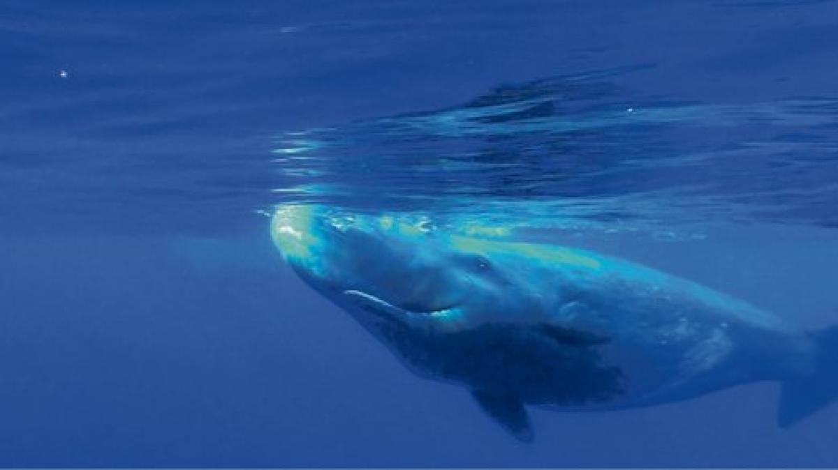 Spektakuläre Bilder: Pottwale im Mittelmeer