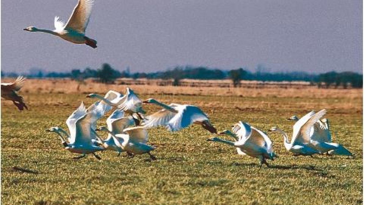 Tierisches Schauspiel für Naturliebhaber | SHZ